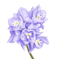 California wildflowers: Map shows locations of bloom sightings