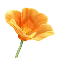 California wildflowers: Map shows locations of bloom sightings