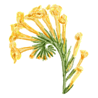 California wildflowers: Map shows locations of bloom sightings